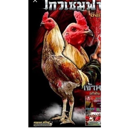 Jual Telur fertil ayam aduan yokeree x ninja kualitas super / mangon iq ...
