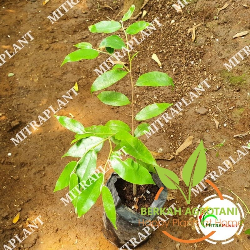Jual Bibit Pohon Kayu Gaharu - Tanaman Kayu Gahru - Aquilaria ...