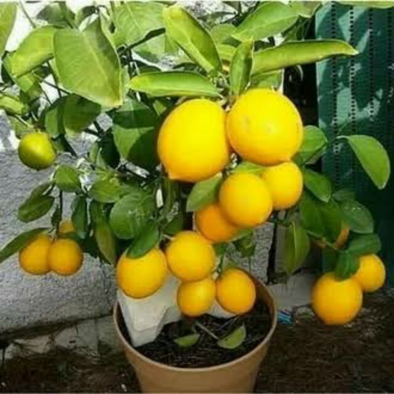 Jual Bibit Buah Jeruk Lemon Sudah Berbuah (Bisa Tanam Dalam Pot ...