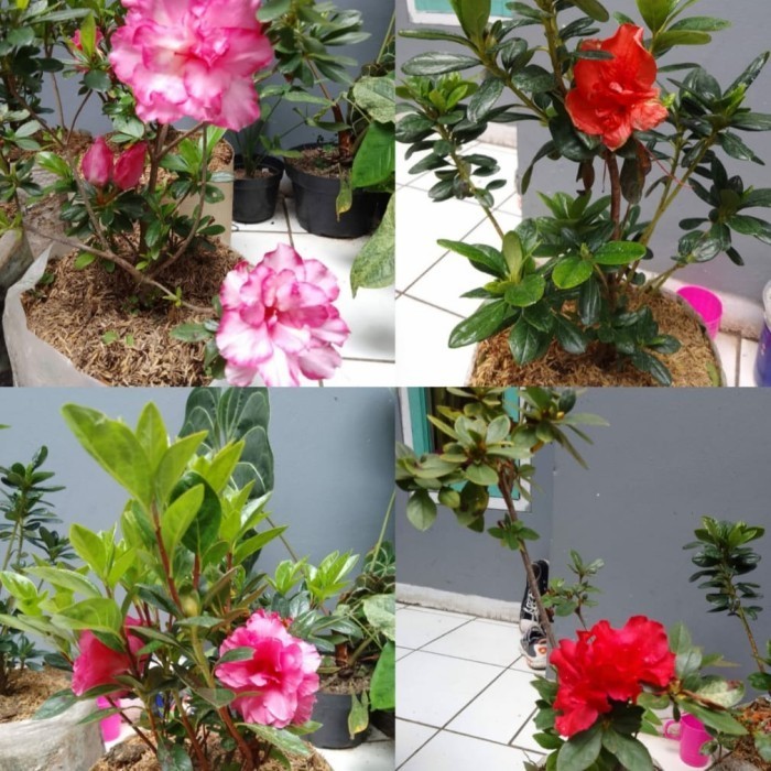 Jual tanaman hias bunga Azalea parian warna tinggi 35m 40cm rimbun ...