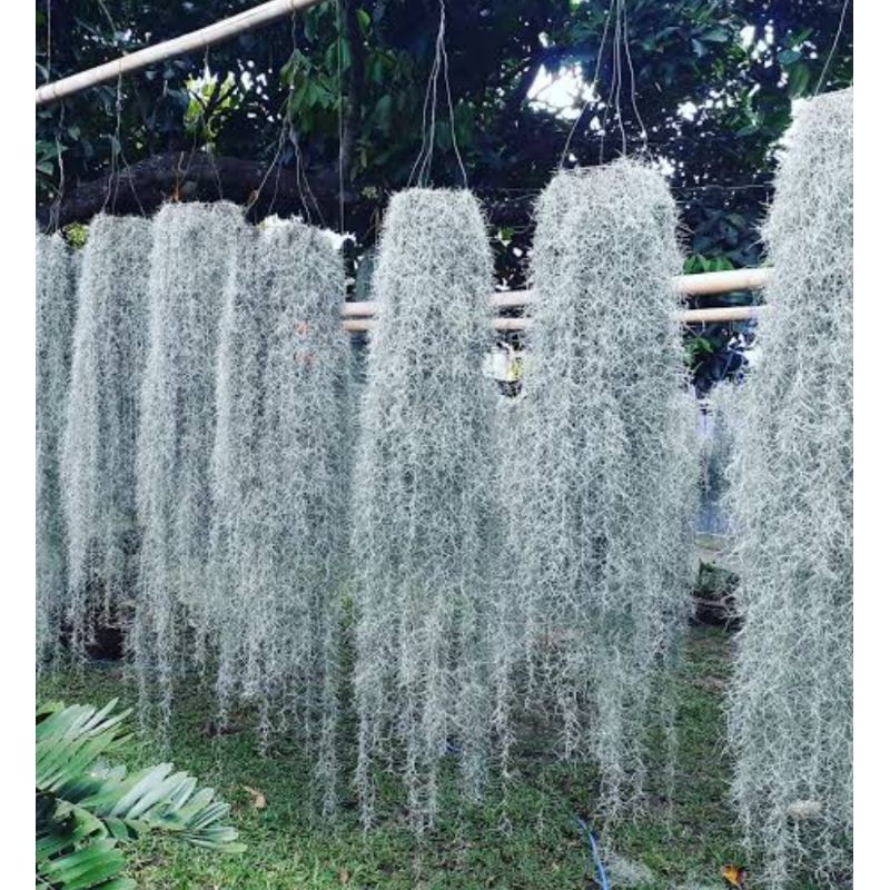 Jual tanaman hias /tanaman gantung jenggot Musa | Shopee Indonesia