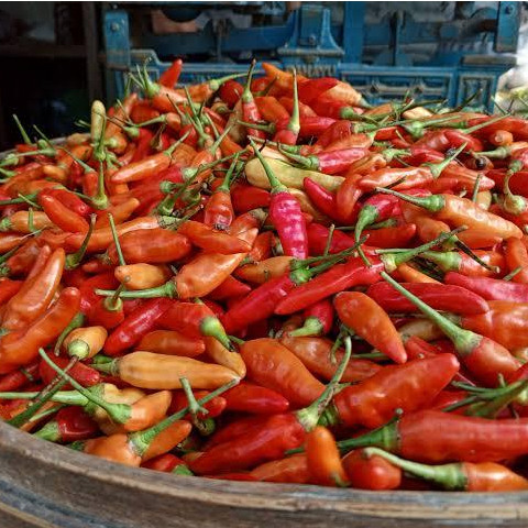 Jual Cabe Rawit Merah Segar 250 gram - bird's eye chili pepper | Shopee ...