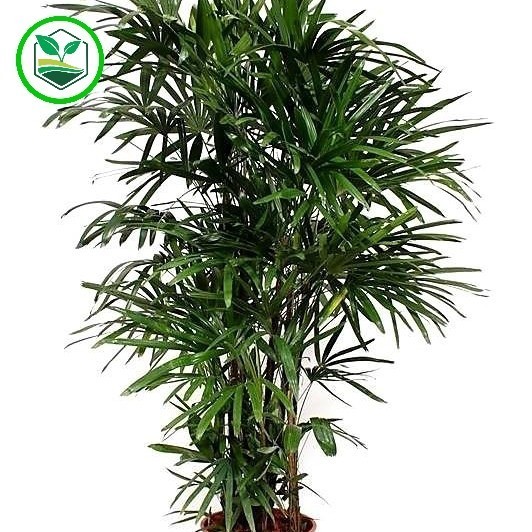 Jual tanaman hias palem regu - pohon palm regu tinggi 1 meter | Shopee ...