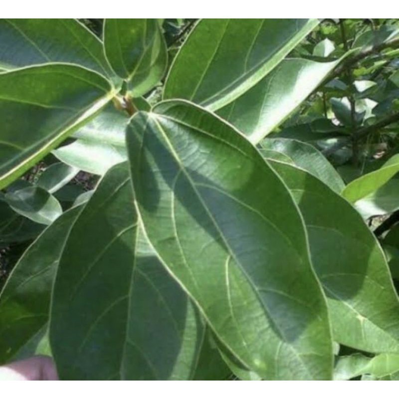 Jual Promo COD Daun cincau segar 250 gram fresh A.L.H | Shopee Indonesia