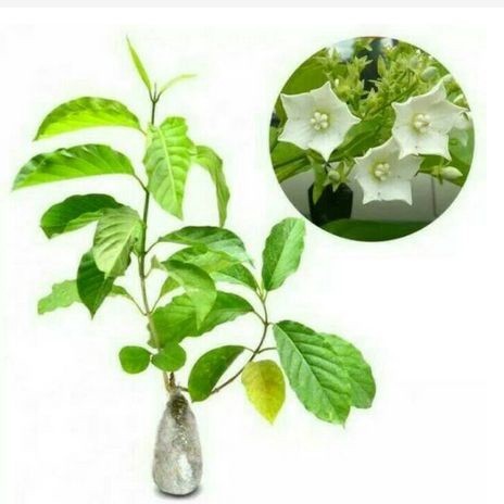 Jual Jual Tanaman Hias Kesidang Melati Pandan Wangi Melati Bali ...