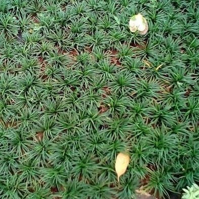 Jual Tanaman kucai mini harga gerosir | Shopee Indonesia