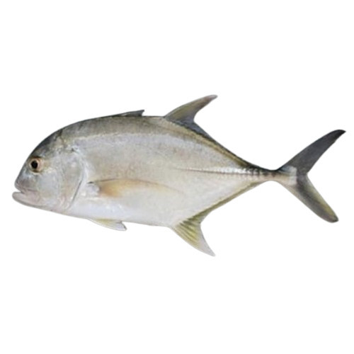 Jual Ikan Kuwe Segar Ikan Kue Ikan Kuwe GT Ikan Aji aji - BEST Fresh ...