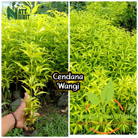 Jual BIBIT POHON CENDANA WANGI ASLII! (beli 5 gratis 1) | Shopee Indonesia