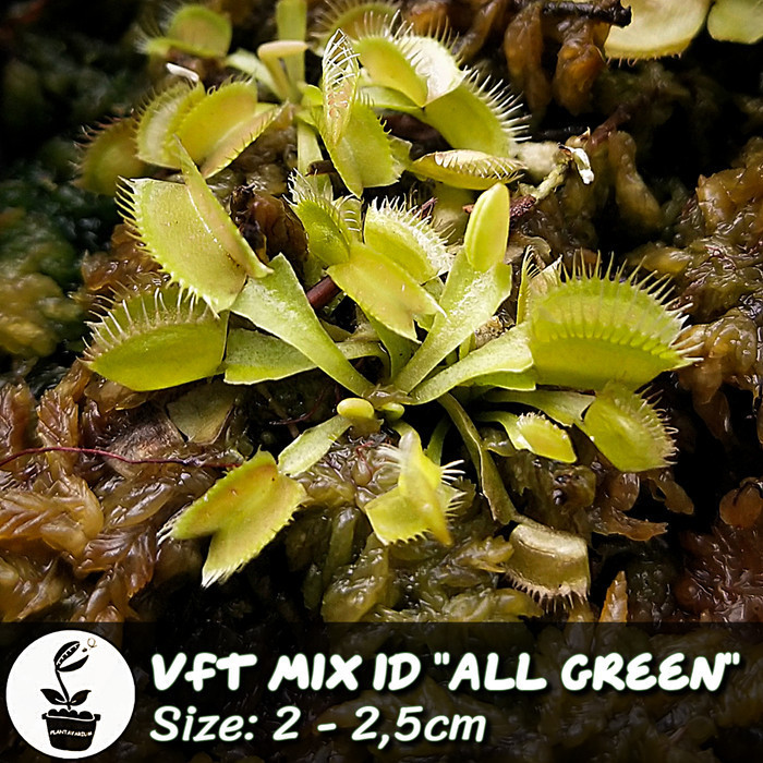 Jual Tanaman Karnivora Venus Flytrap / Fly Trap / VFT Murah - RedTrap 2-2,5cm | Shopee Indonesia