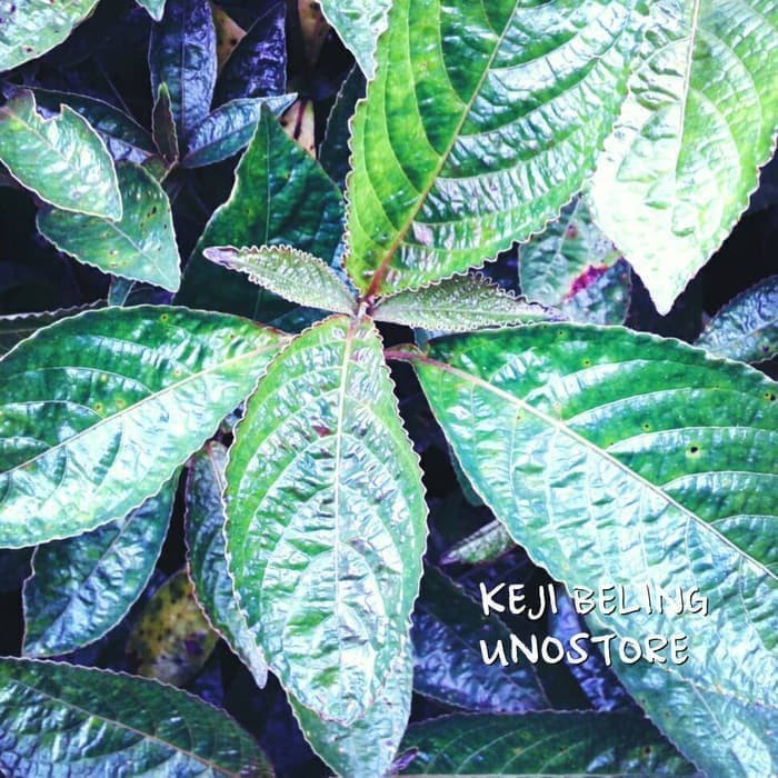 Jual DAUN KEJI BELING / PECAH BELING SEGAR 100 GRAM Kualitas Terbaik ...