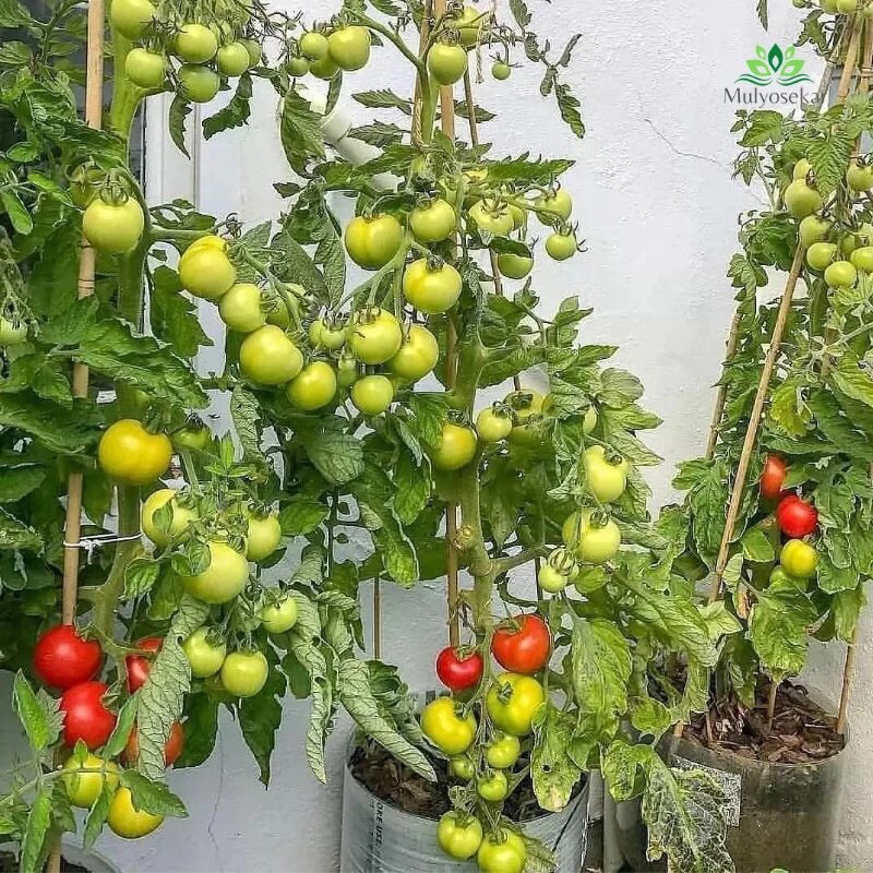 Jual Tanaman Tomat F1 Hibrida - Tomat Merah Besar Manis - Cocok ...