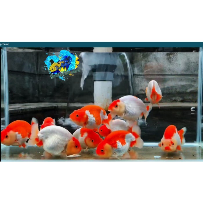 Jual Perlengkapan aquarium Koki Ranchu Grade A Red And White (Calico ...