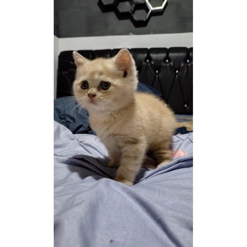 Jual Kucing British Shorthair Cream | Shopee Indonesia