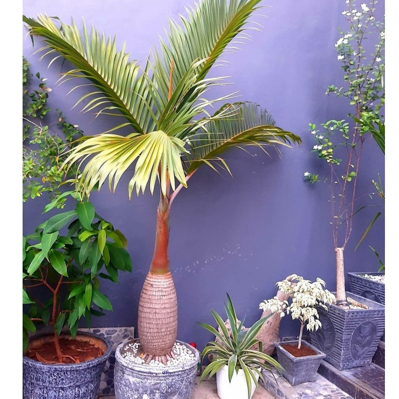 Jual Tanaman Palem Botol - Bibit Pohon Palm Botol Merah - Tanaman Hias ...