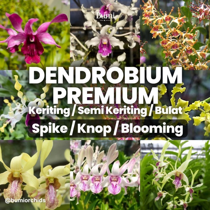 Jual BUMI ORCHIDS Anggrek Dendrobium PREMIUM (Knop / Spike / Blooming ...
