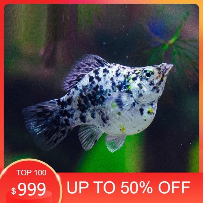 Jual Molly Marble Balon / Ikan Hias Aquascape Air Tawar / Ikan Molly ...