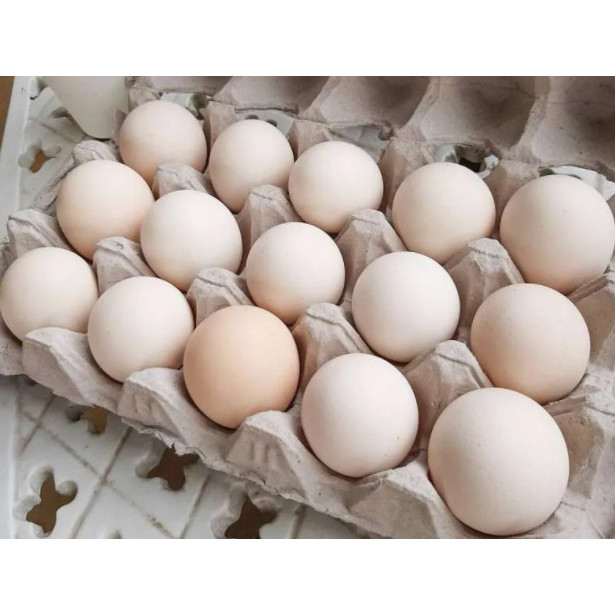 Jual telur ayam kampung omega fresh, asli, sehat, dan bergizi tinggi ...