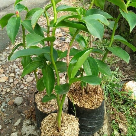 Jual Tanaman Hias Pancing Pentul | Pohon Bunga Kancing | Shopee Indonesia