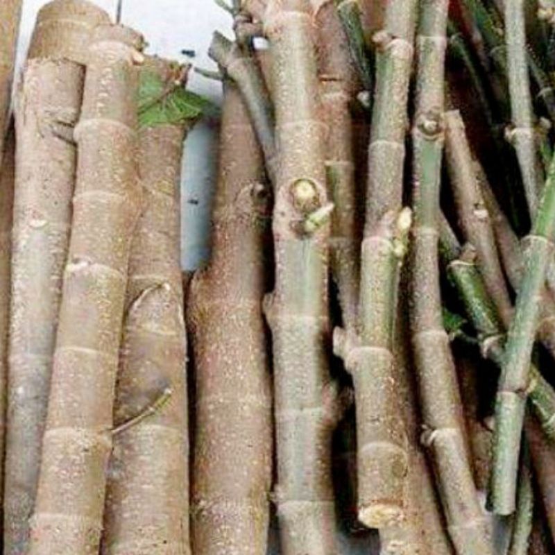 Jual Stek Pohon Waru Per 1 Kg | Shopee Indonesia