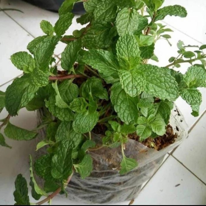 Jual bibit daun mint tanaman herbal | Shopee Indonesia