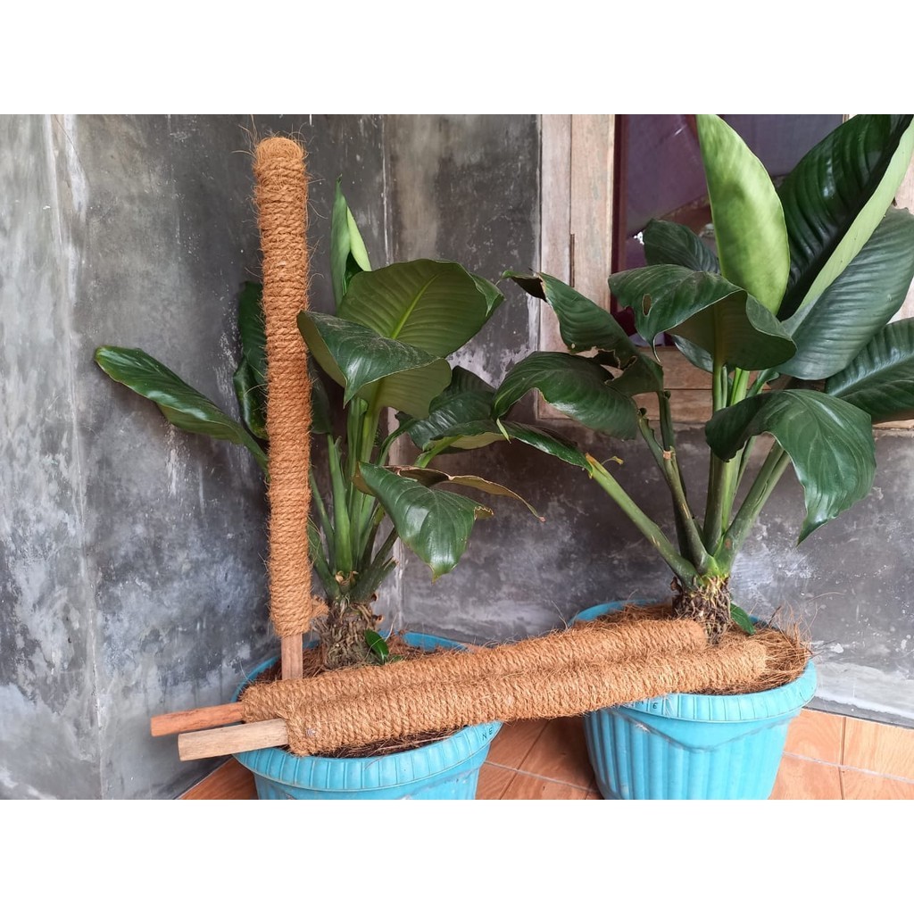 Jual turus 50 cm penyangga tanaman sabut kelapa/ turus rambatan tanaman ...