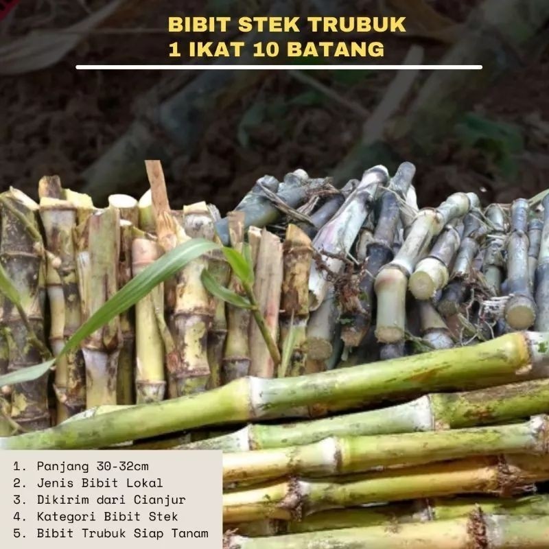 Jual Bibit Terubuk / Bibit Stek Terubuk /Turubuk /Terubuk Siap Tanam ...