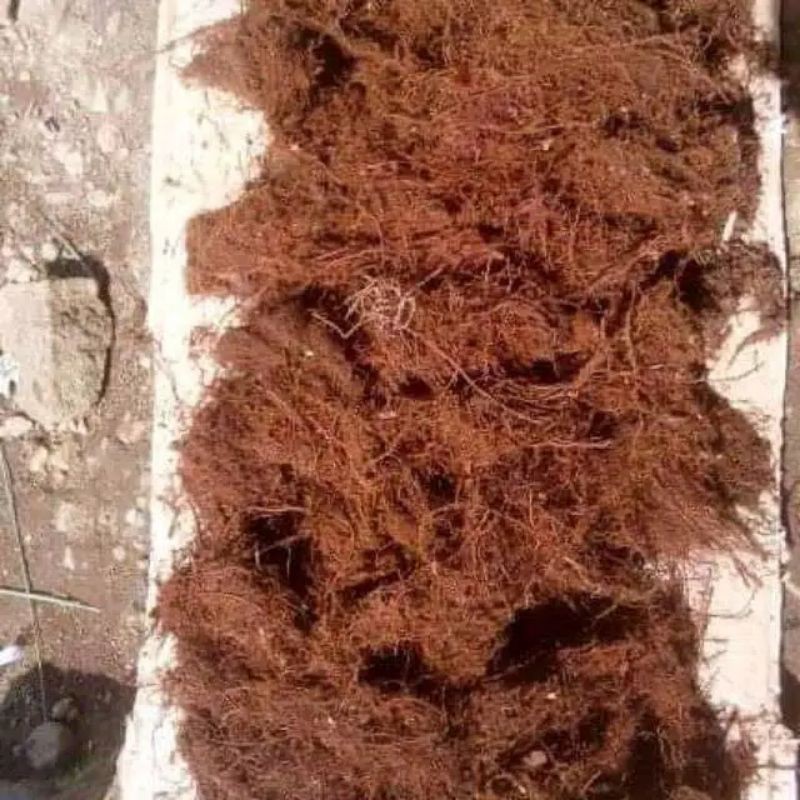 Jual Media tanam akar kadaka per 1kg | Shopee Indonesia