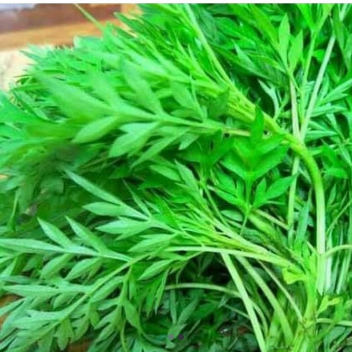 Jual daun kenikir segar daun suring - BEST Fresh Food | Shopee Indonesia