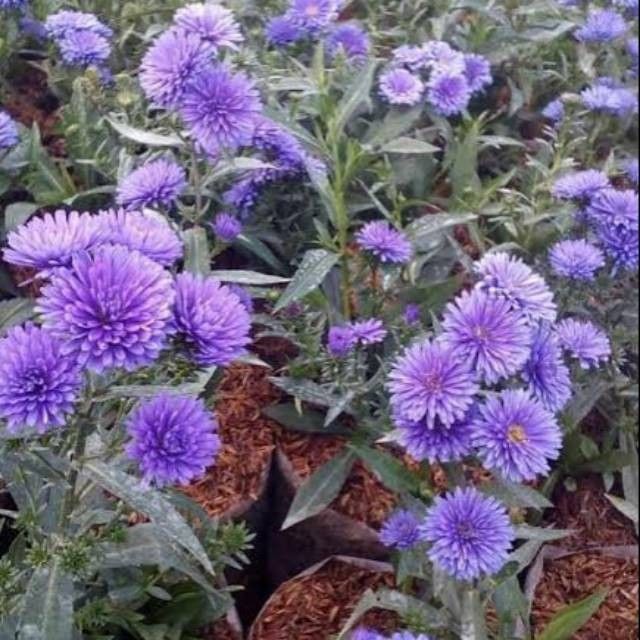 Jual bibit tanaman bunga aster pikok biru blue peacock | Shopee Indonesia