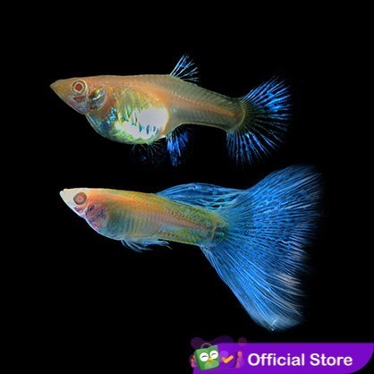 Jual Guppy Blue Grass Albino / Ikan Hias Air Tawar Aquascape | Shopee Indonesia