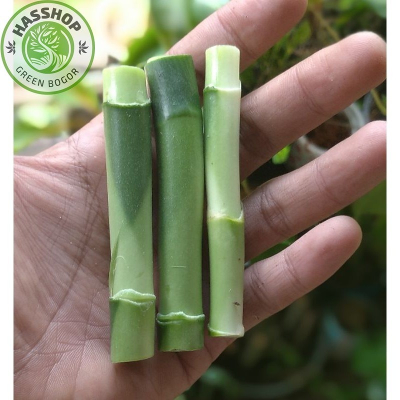 Jual sri rejeki batang bambu hoki bambu cina 5-8cm | Shopee Indonesia