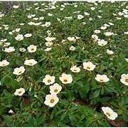 Jual Bibit Tanaman Bunga White Buttercup (Turnera) - Pukul Delapan ...