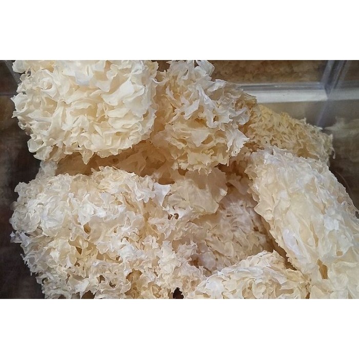 Jual Jamur Es Super / Jamur Salju / Snow White Fungus/ Jamur Putih ...