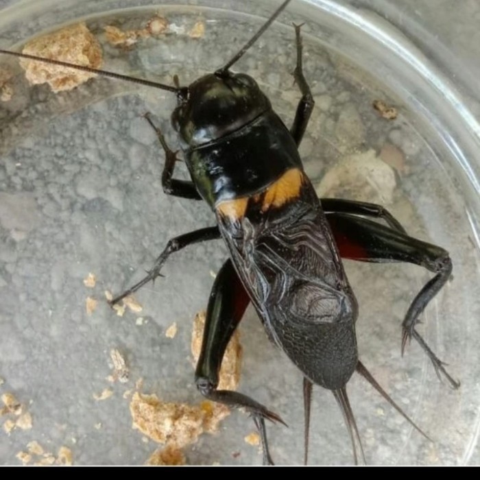 Jual Jangkrik Aduan / Jangkrik Ngerik Jangkrik Jrabang Merah Aduan ...