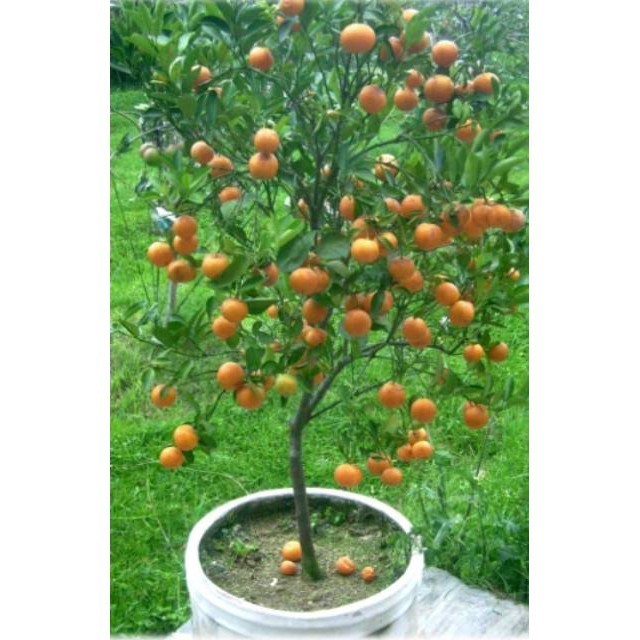 Jual BIBIT JERUK SANTANG MADU OKULASI SIAP TANAM(BISA BERBUAH DALAM POT) | Shopee Indonesia