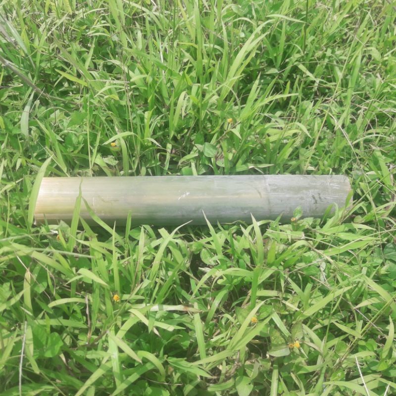 Jual Bambu_Pring - POTONGAN BAMBU APUS UTUH 60cm | Shopee Indonesia