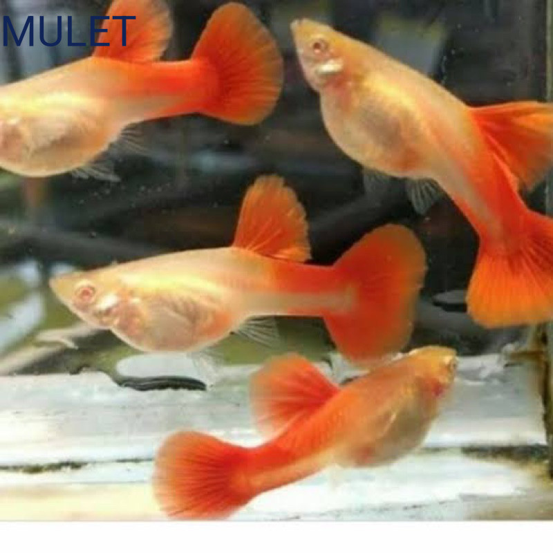 Jual style paket 10 ekor betina guppy afr albino full red full telur hiasan aquarium hiasan ...