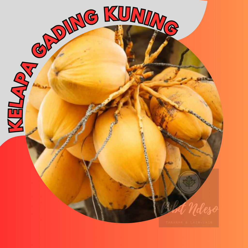 Jual Bibit Kelapa Gading Kuning siap tanam | Shopee Indonesia
