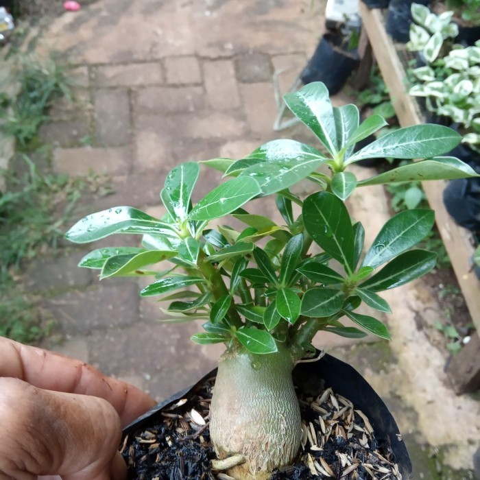 Jual Bonsai Adenium Arabicum Bibit Tanaman Bonsai Adenium Arabicum