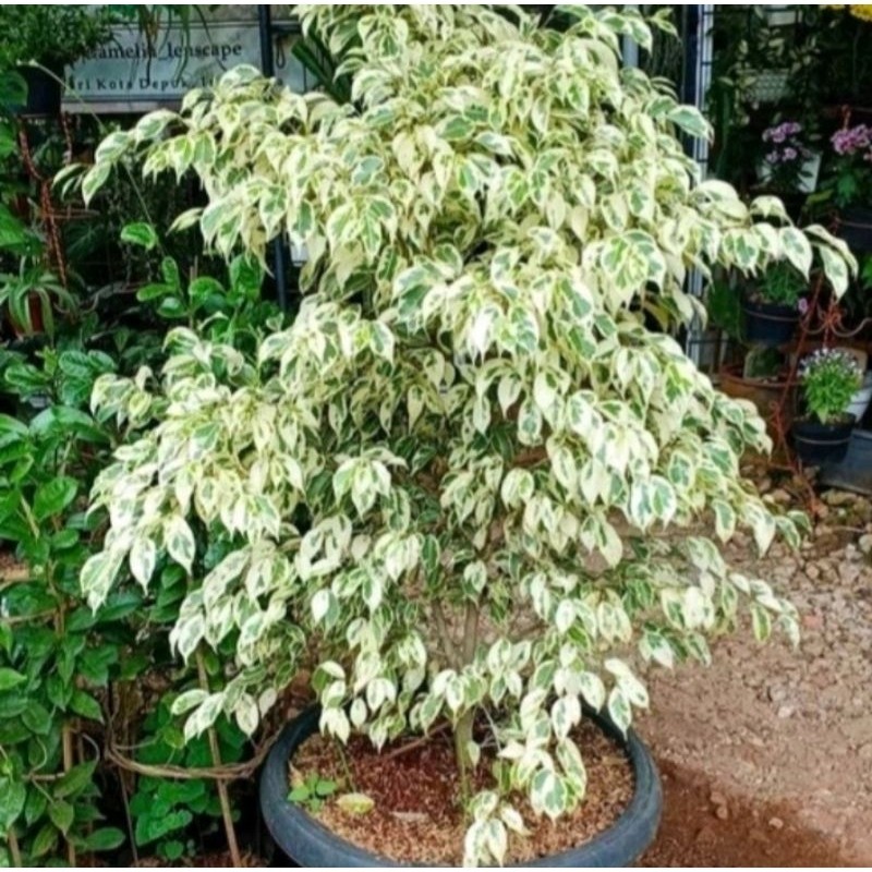 Jual Tanaman Beringin Varigata Mint Putih Rimbun Cantik segar | Shopee ...