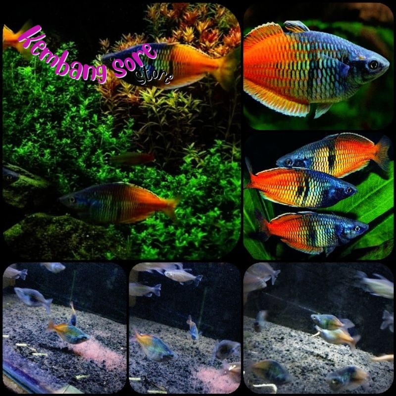 Jual Hiyasan aquarium ikan rainbow bosemani untuk aquarium dan ...