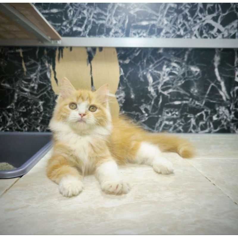 Jual Kucing Persia Anggora Himalaya Ragdoll Kitten | Shopee Indonesia