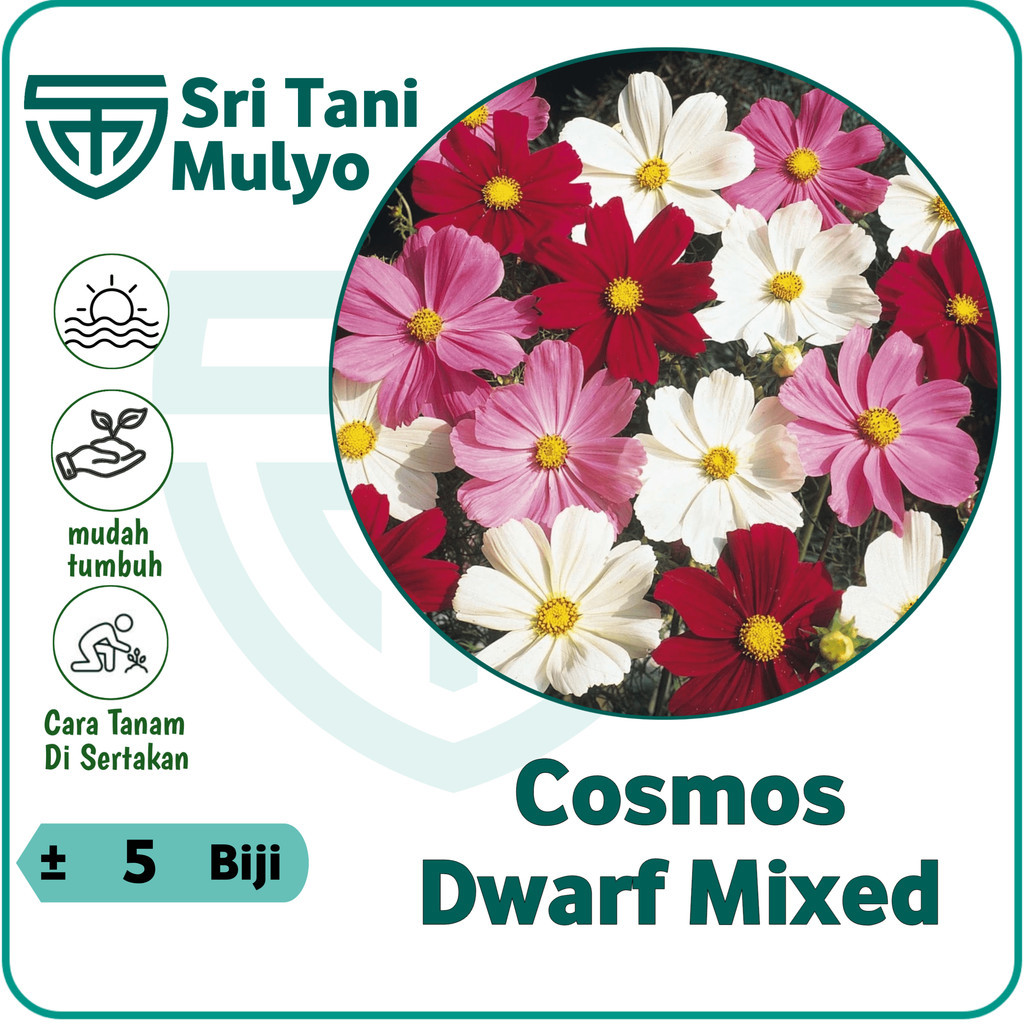Jual 5 Biji - Benih Bunga Cosmos Tall Sensation Mix Import Bibit Bunga ...