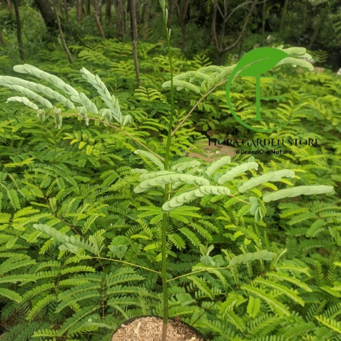 Jual Tanaman Hias Solobium Pakis Brazil - Solobium Pakis Brazil Tinggi ...