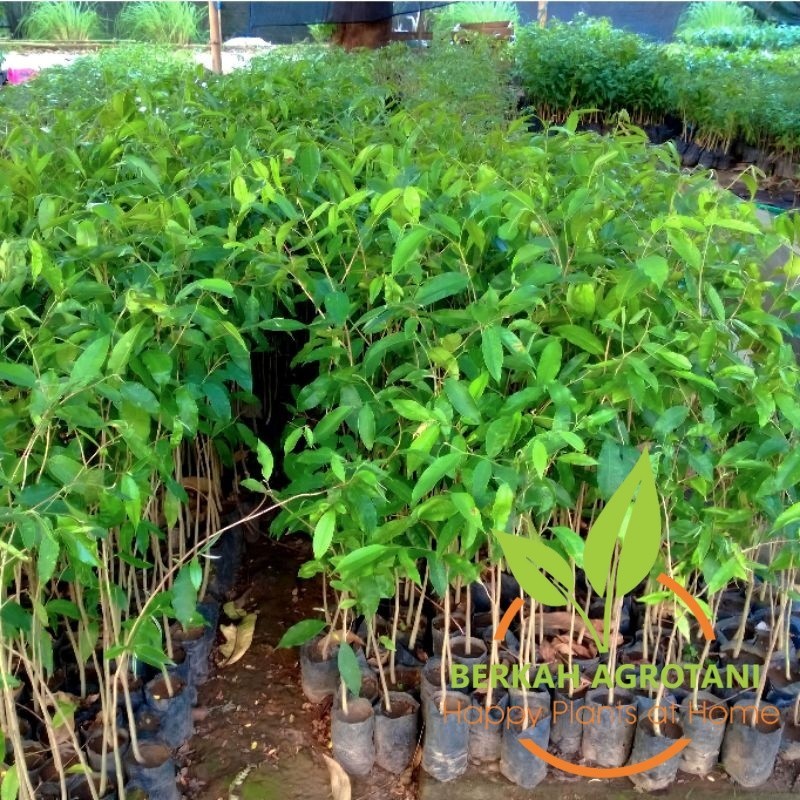 Jual Bibit Tanaman Gaharu Pohon Surga Jenis Malacencis Unggul Siap ...