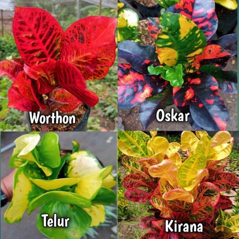 Jual hias Tanaman Hias Bunga Puring Hidup Warna Warni hidup | Shopee ...