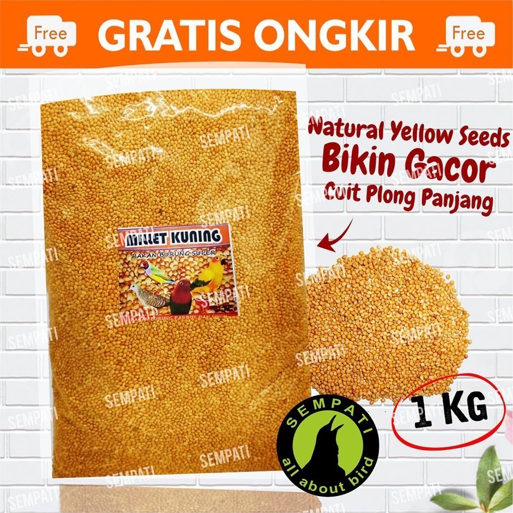 Jual SEMPATI MILET KUNING R-FAM JAYA 1 KG BIJI MILLET KUNING CREAM ...