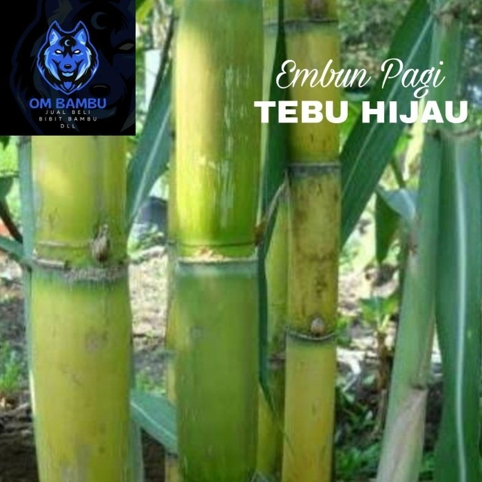 Jual Bibit Tebu Hijau Manis Original Unggul | Shopee Indonesia