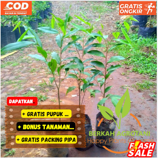 Jual Bibit / Pohon Kayu GAHARU Aslil Super Unggulan | Shopee Indonesia