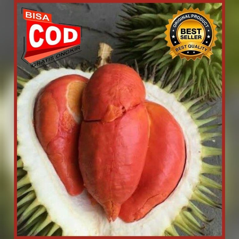 Jual Bibit Durian Merah | Shopee Indonesia